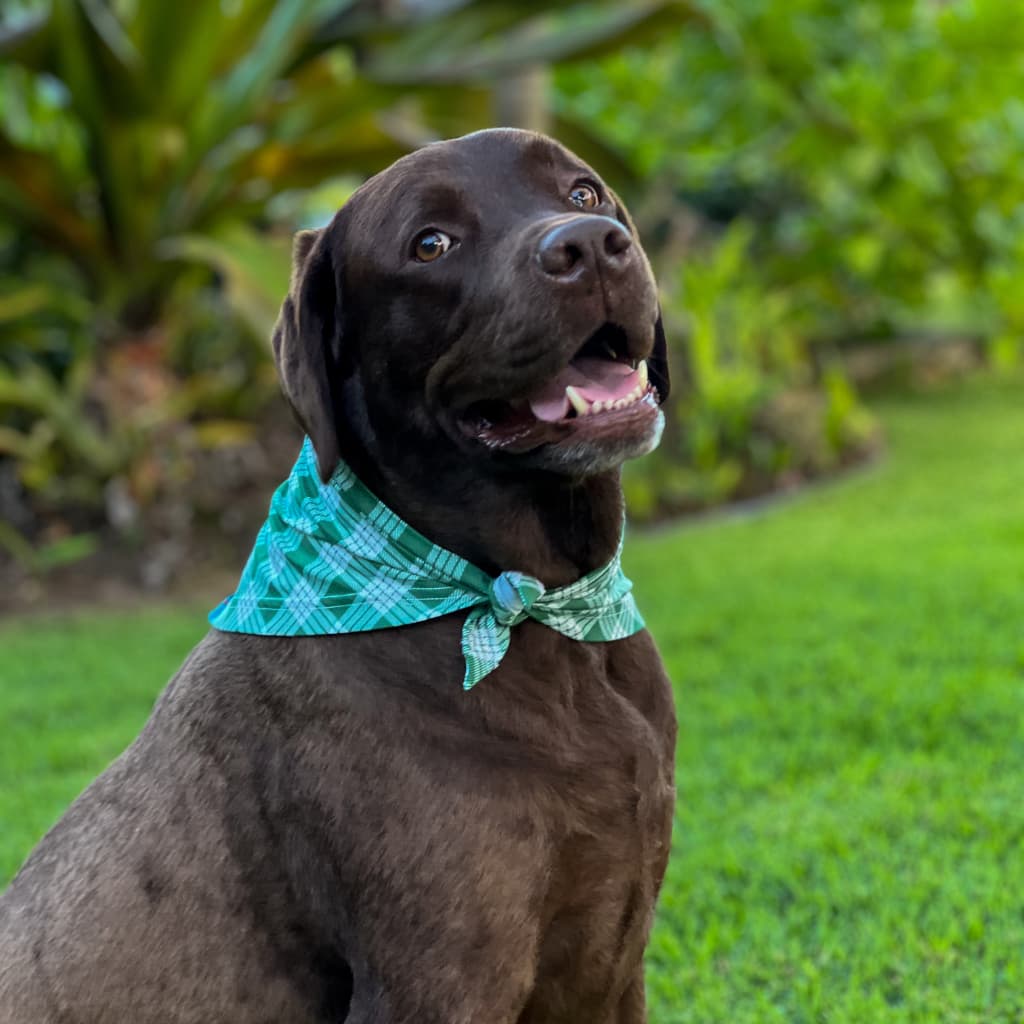 ON SALE - Coco Moon Hawaii